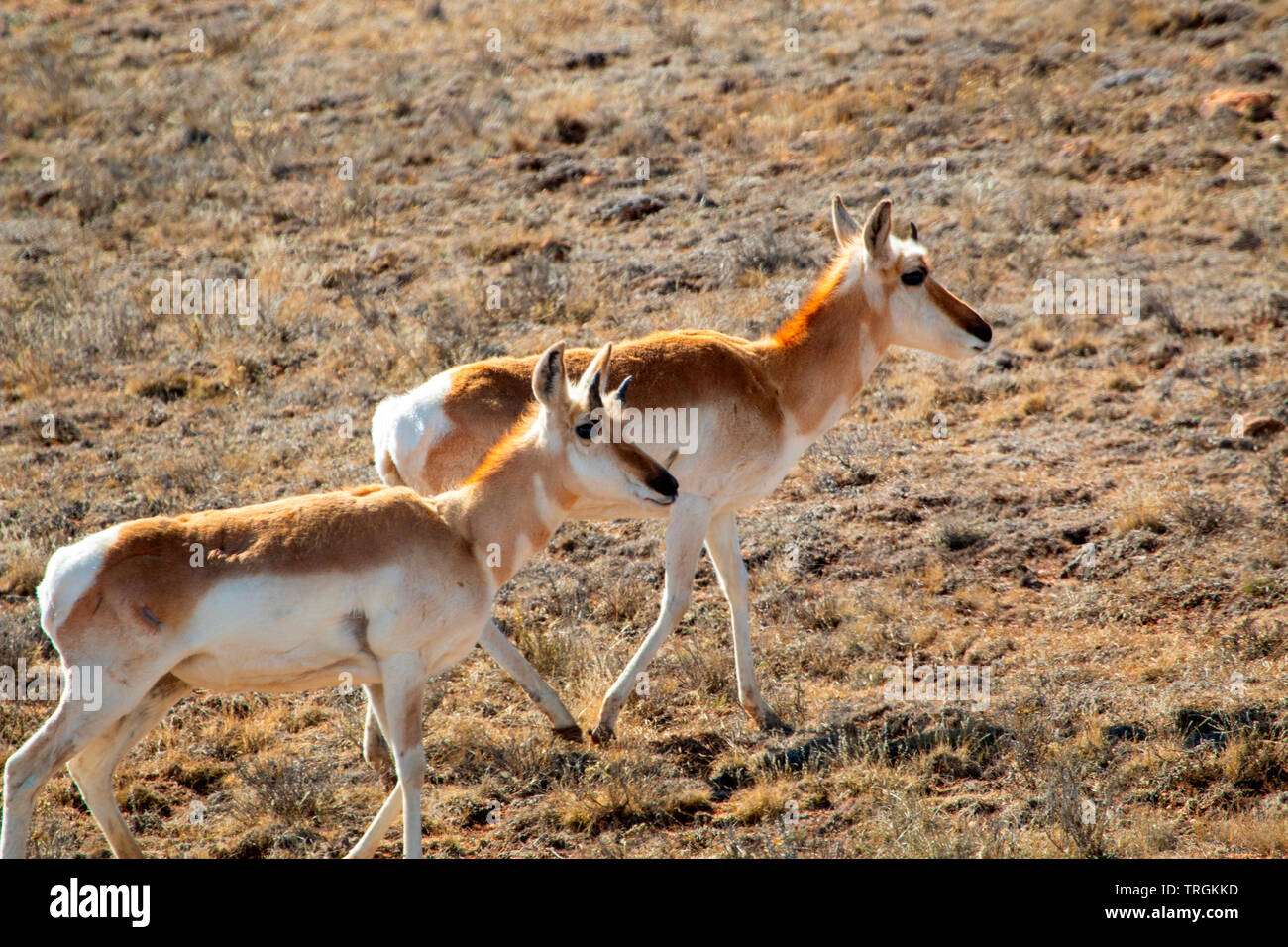 Pronghorn antelope running hi-res stock photography and images - Alamy