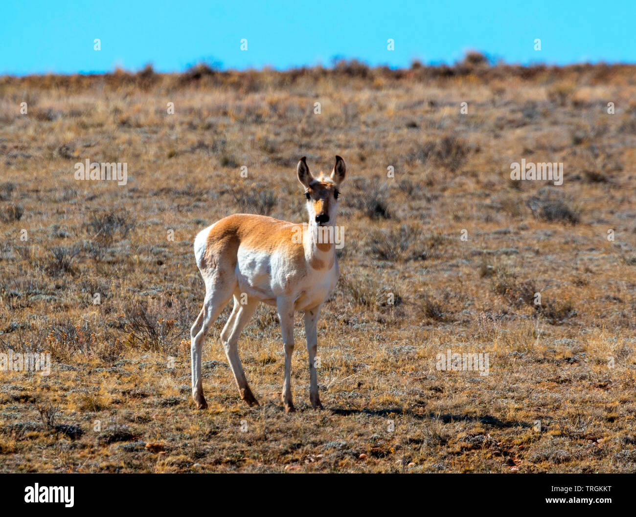 Pronghorn antelope running hi-res stock photography and images - Alamy
