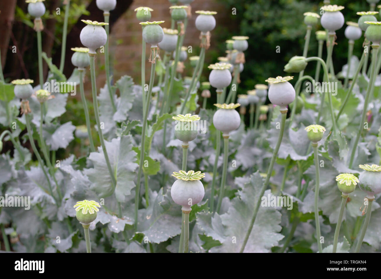 Close up of green opium poppy head capsules. Papaver somniferum Stock ...