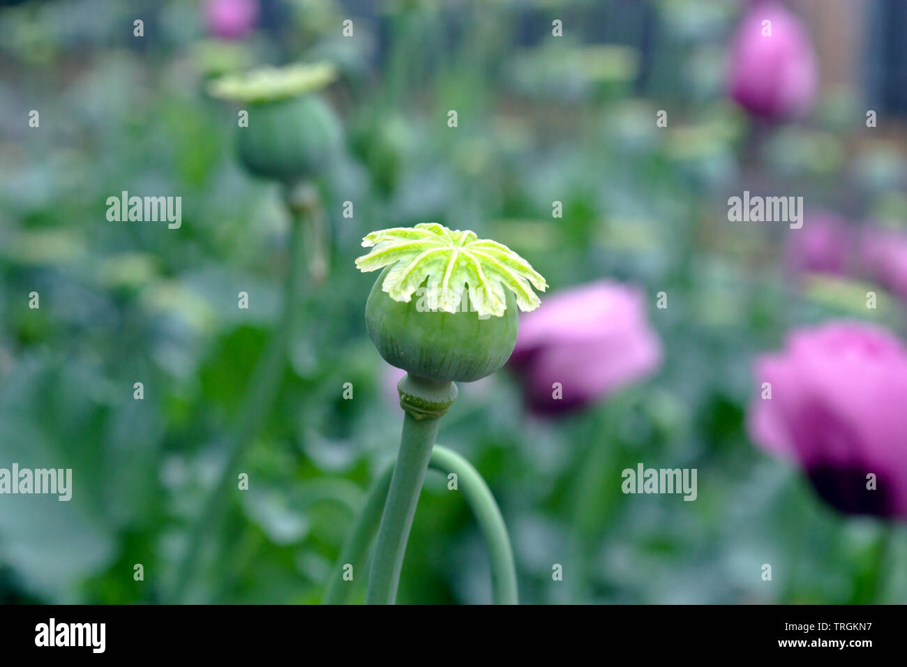 Poison papaver somniferum opium poppy hi-res stock photography and ...