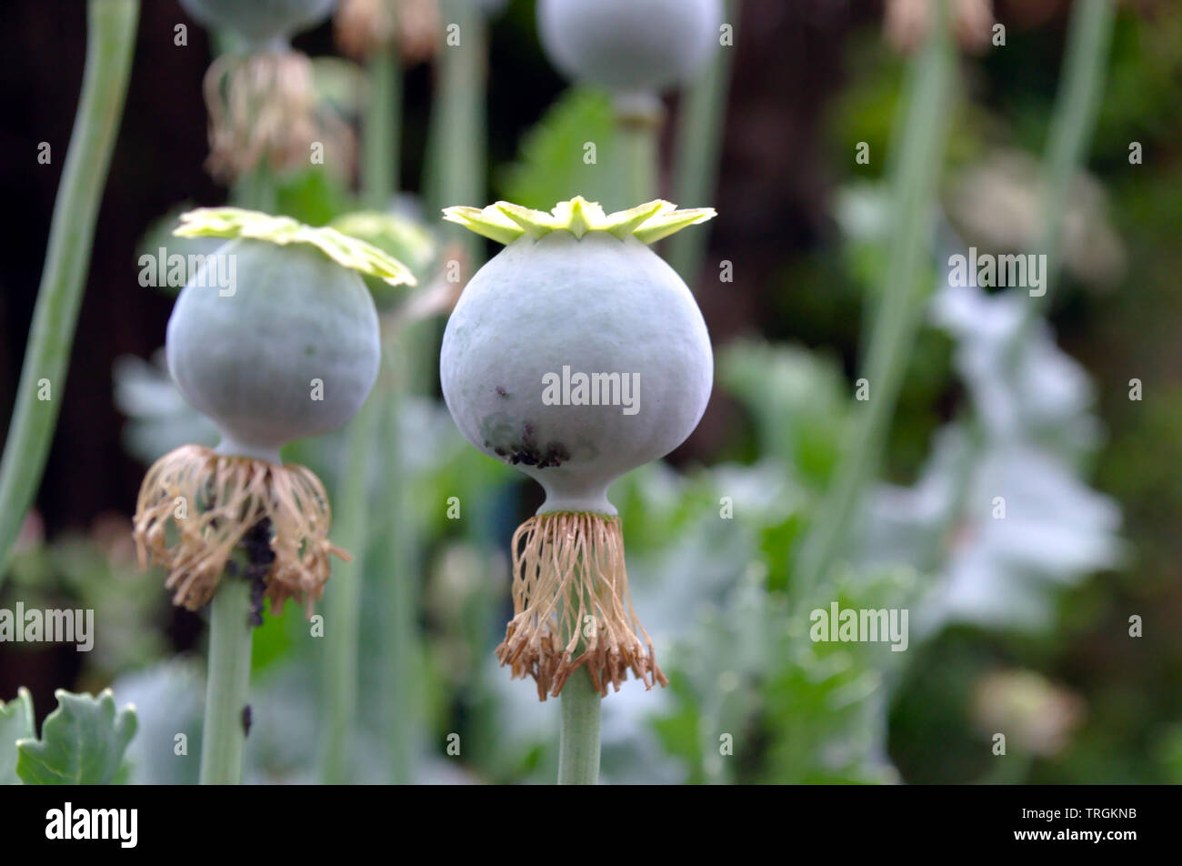 Close up of green opium poppy head capsules. Papaver somniferum Stock ...