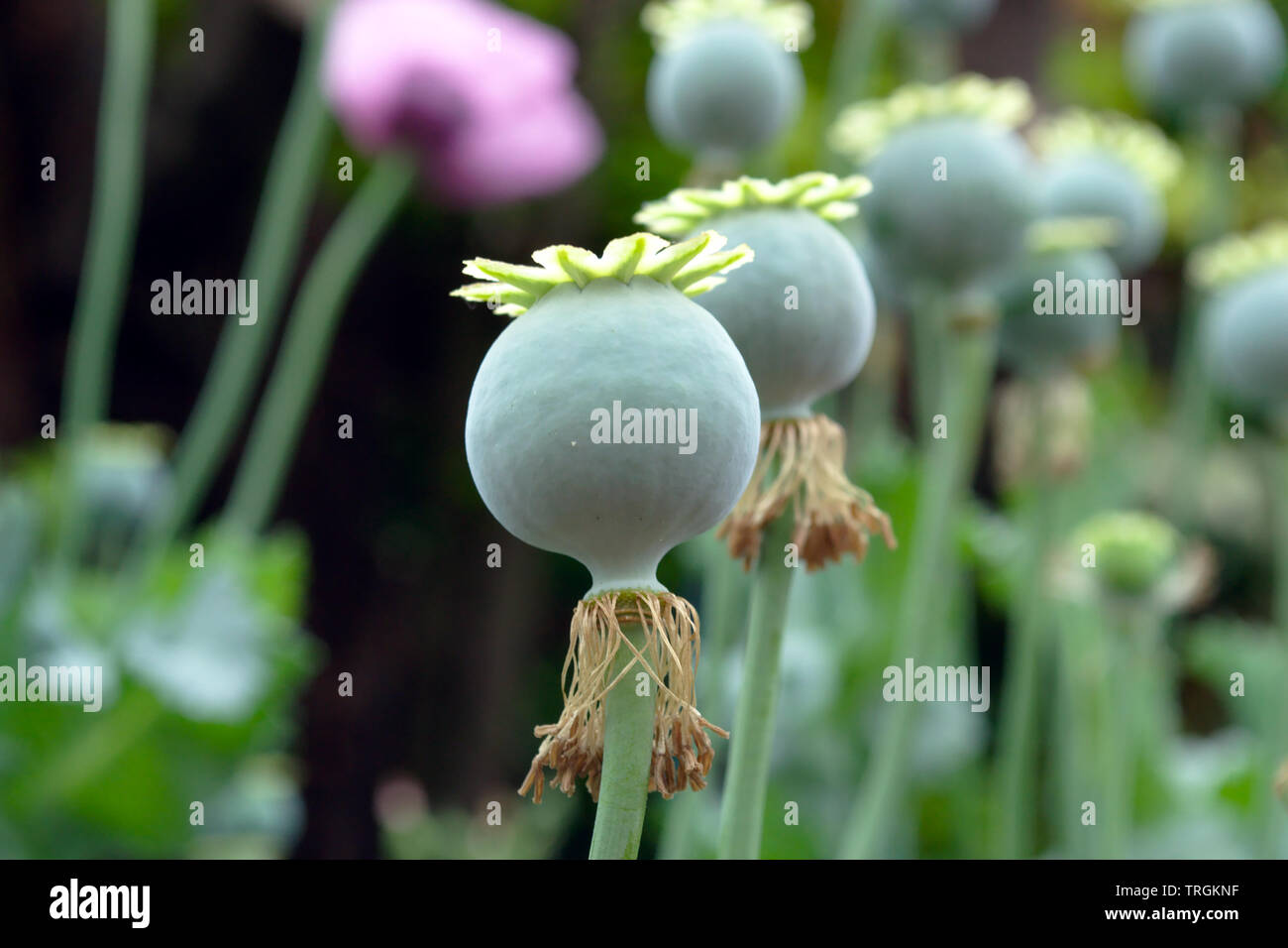 Close up of green opium poppy head capsules. Papaver somniferum Stock ...