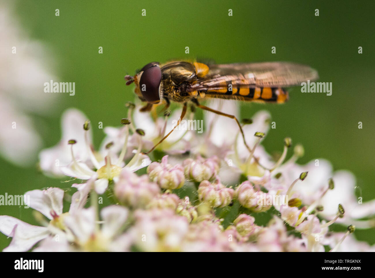 Black and yellow striped hoverfly hi-res stock photography and images ...