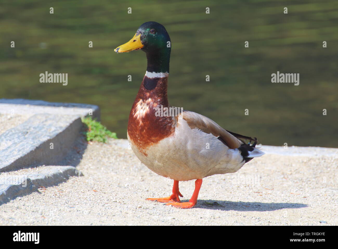 Bank of a river hi-res stock photography and images - Alamy