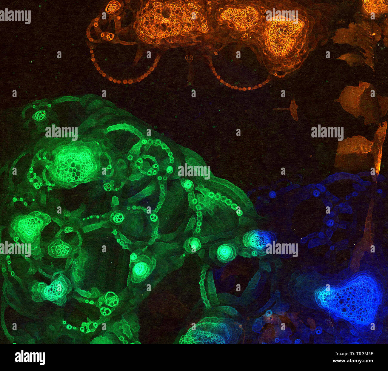 X ray pattern hi-res stock photography and images - Alamy