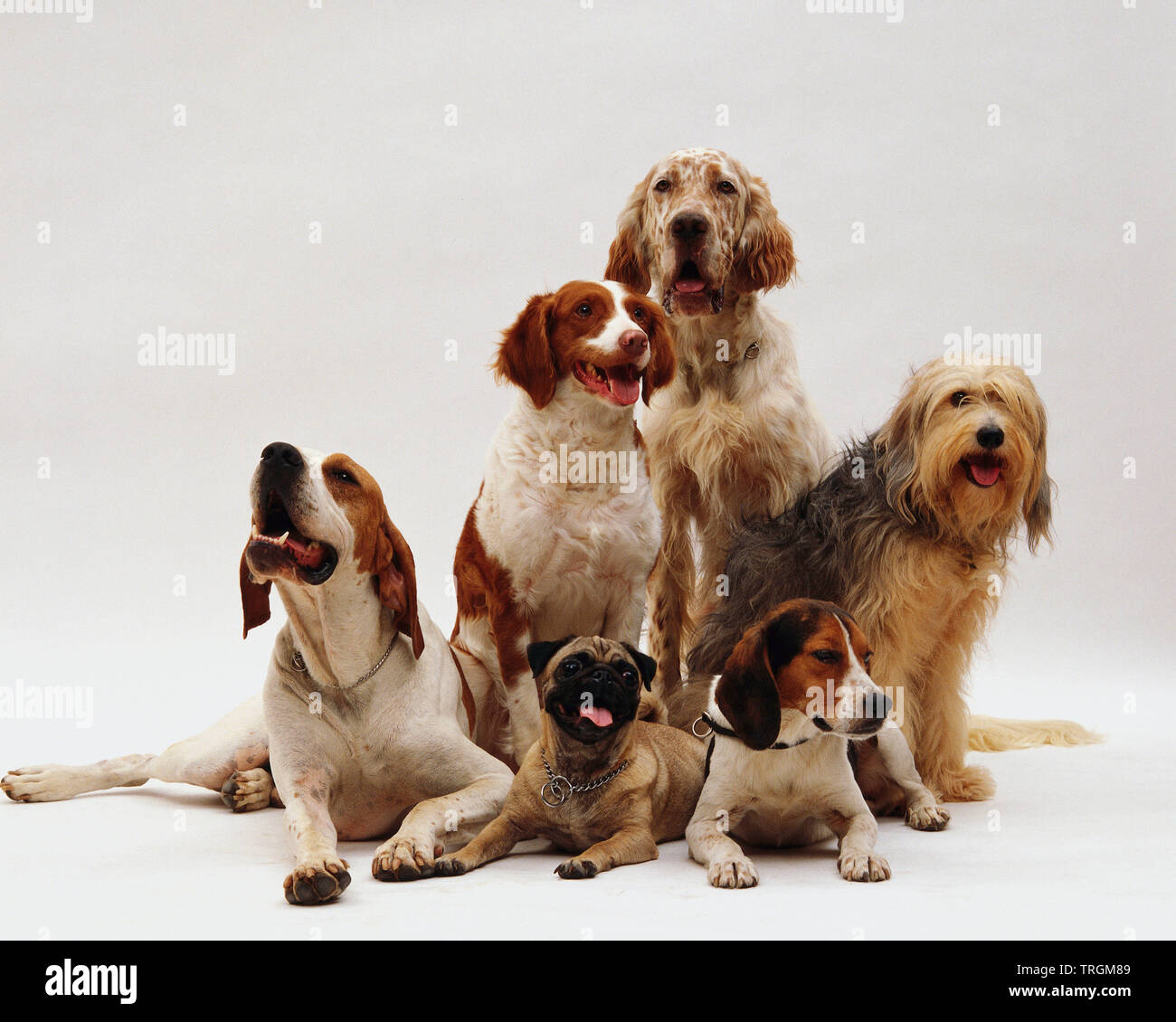 Group of dogs looking at camera Stock Photo - Alamy