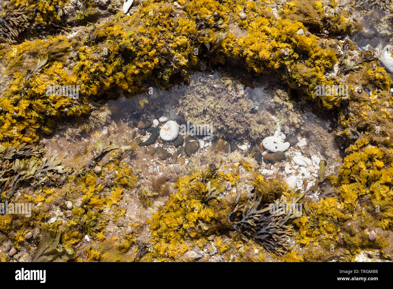 Rock pool sea weed hi-res stock photography and images - Alamy