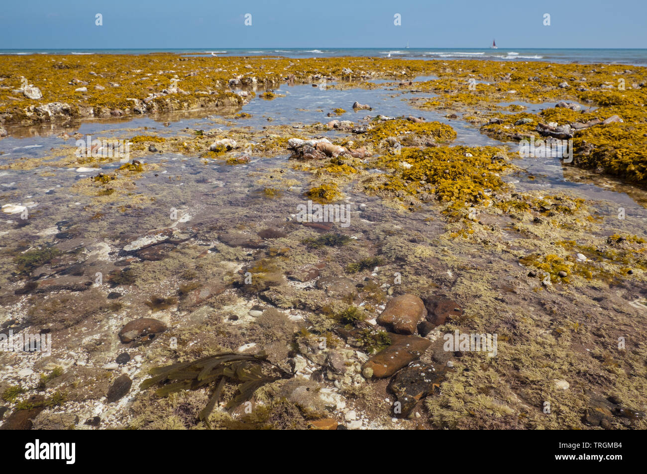 Weed rock hi-res stock photography and images - Alamy