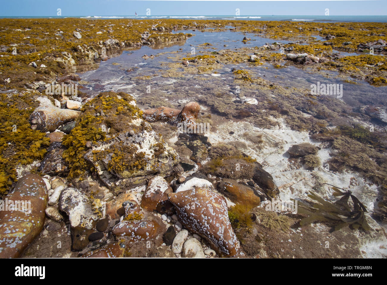 Rock weed hi-res stock photography and images - Alamy