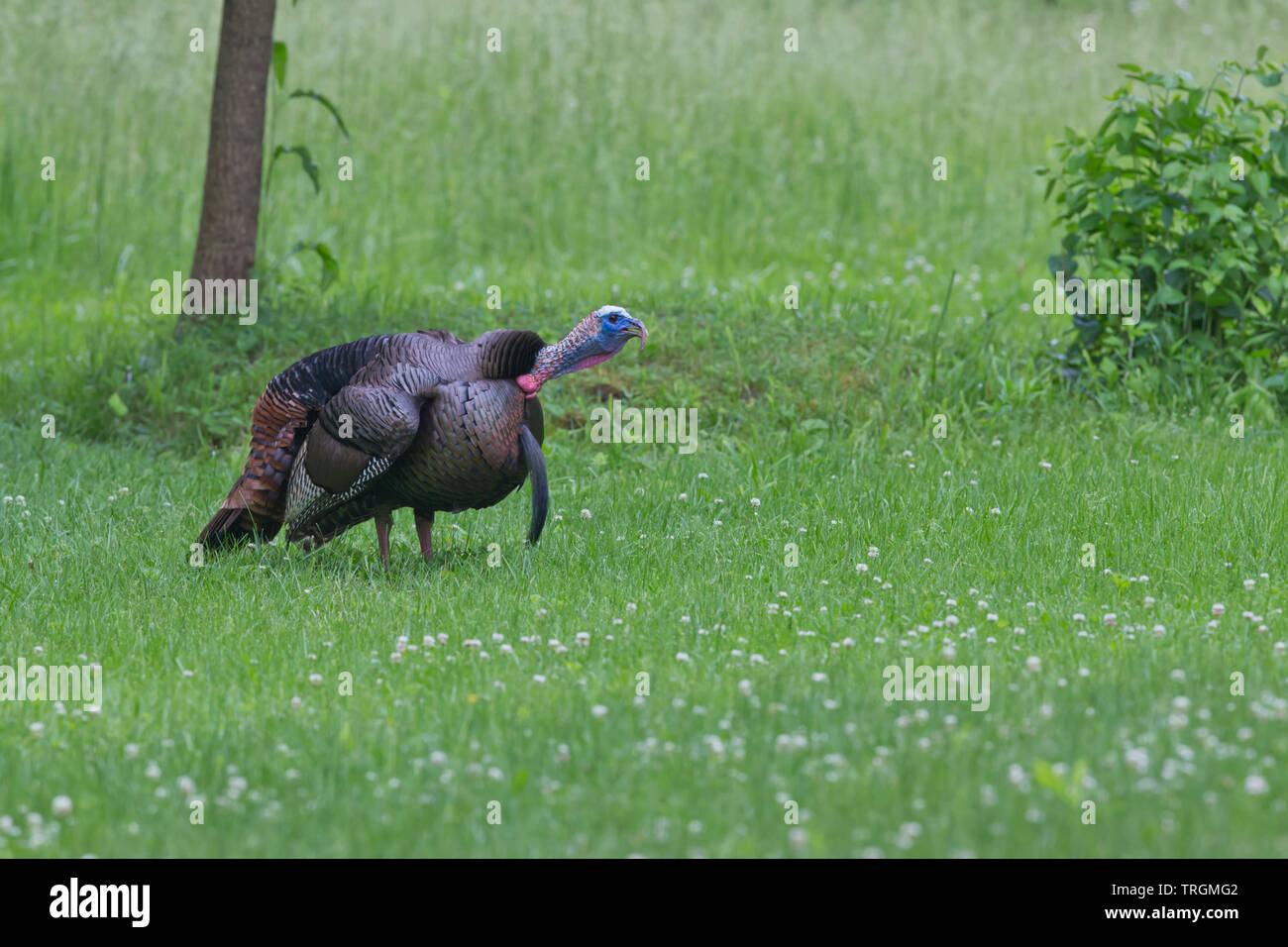 Gobbling Wild Turkey High Resolution Stock Photography and Images - Alamy