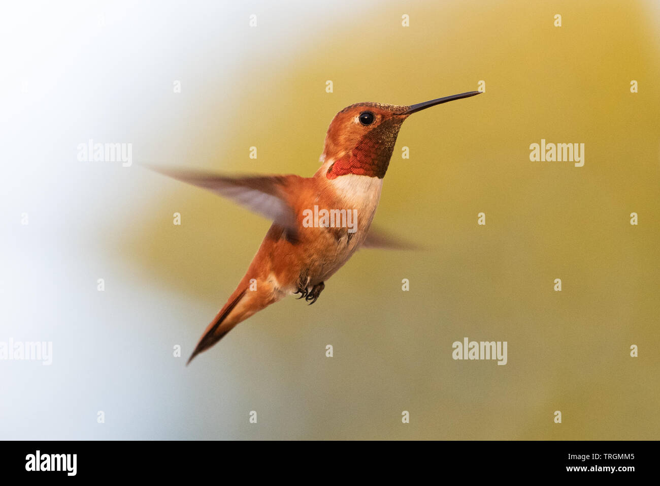 Golden hummingbird hi-res stock photography and images - Alamy