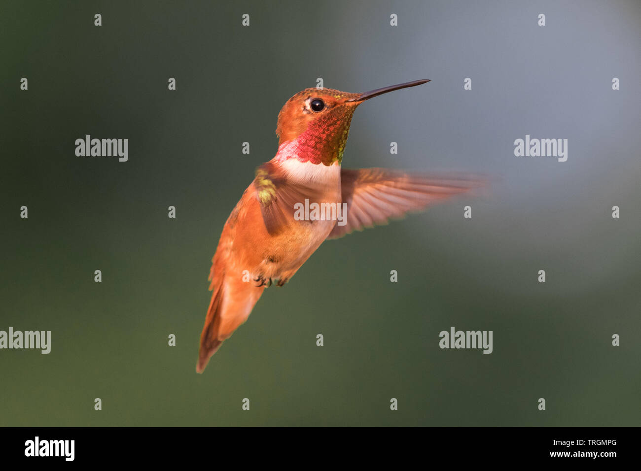 Golden hummingbird hi-res stock photography and images - Alamy