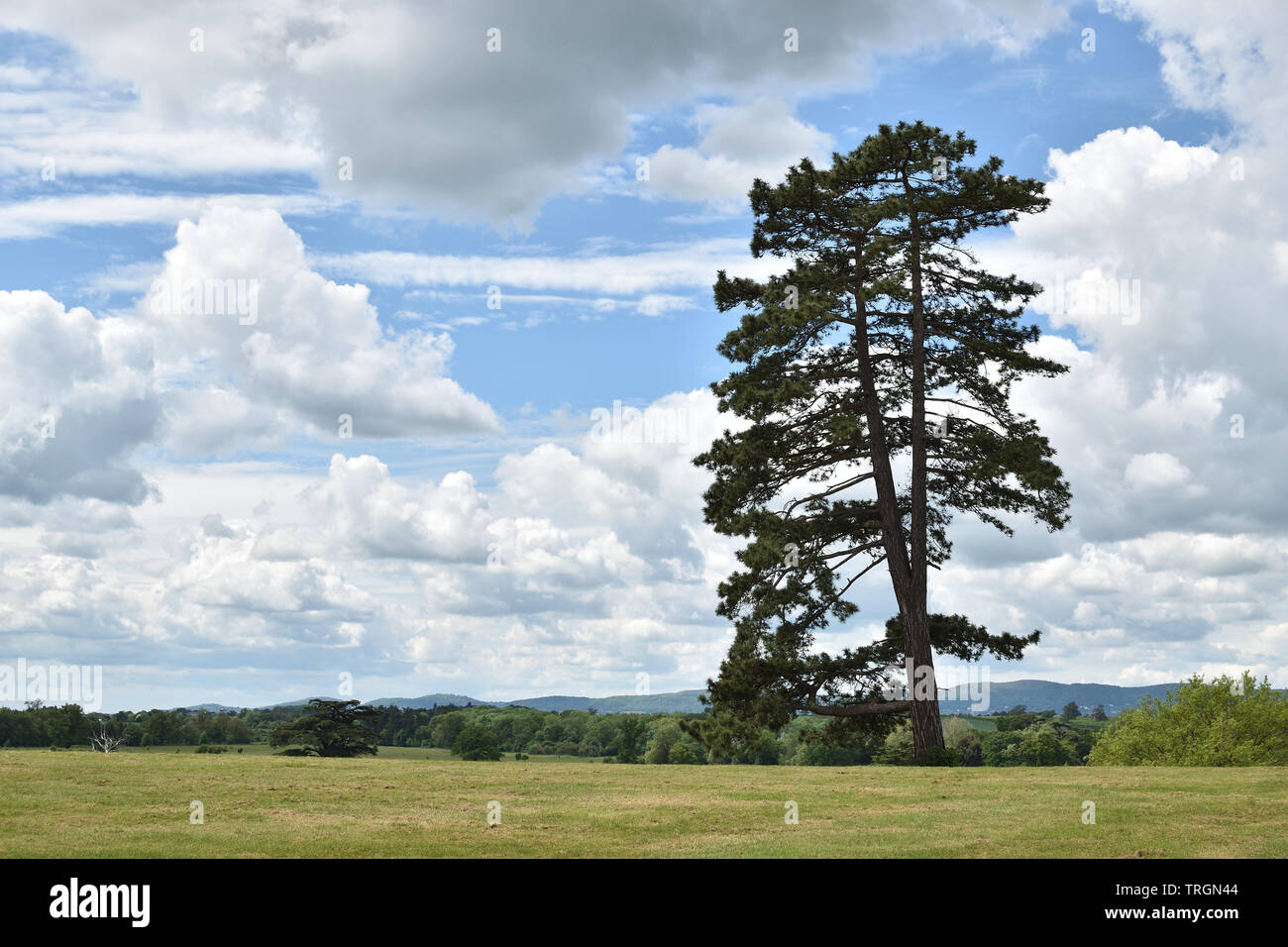 Tree on National Trust property at Croome Court Stock Photo - Alamy