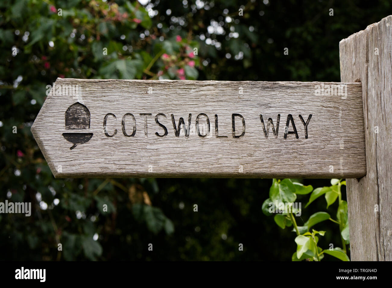 Finger post for the Cotswold Way long-distance footpath, England, UK ...