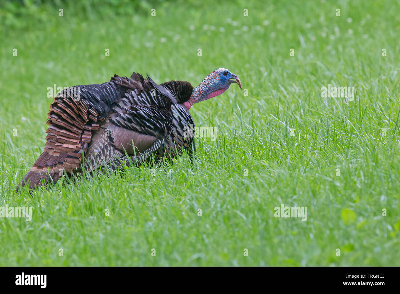 Gobbling Turkey High Resolution Stock Photography and Images - Alamy