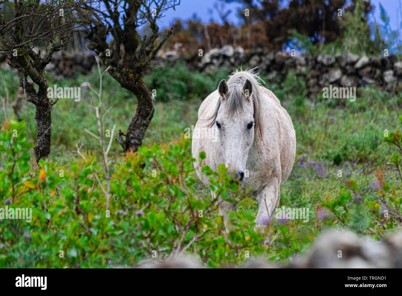 White horse behind a stone wall, in a green grass field with trees ...