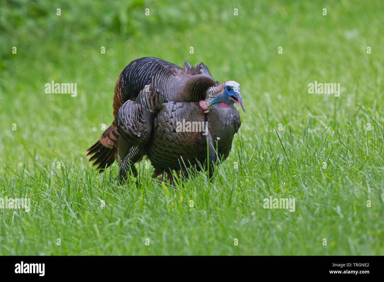 Turkey Gobbling High Resolution Stock Photography and Images - Alamy