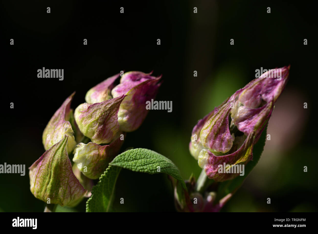 Closeup of purple buds of sage blossom with leaves in spring in the ...