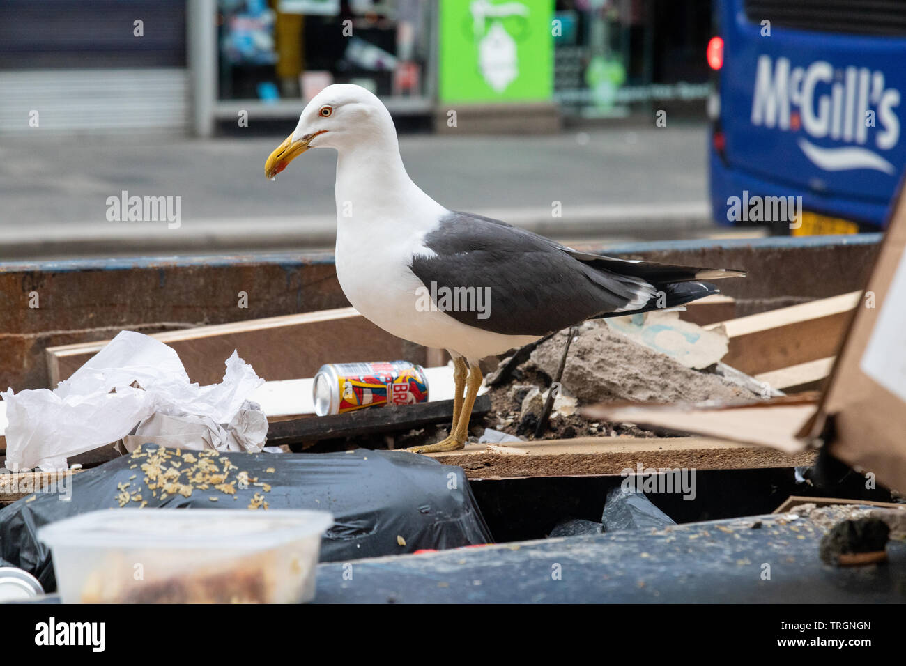 A seagull scavenges for food in a skip on Union Street in Glasgow city ...