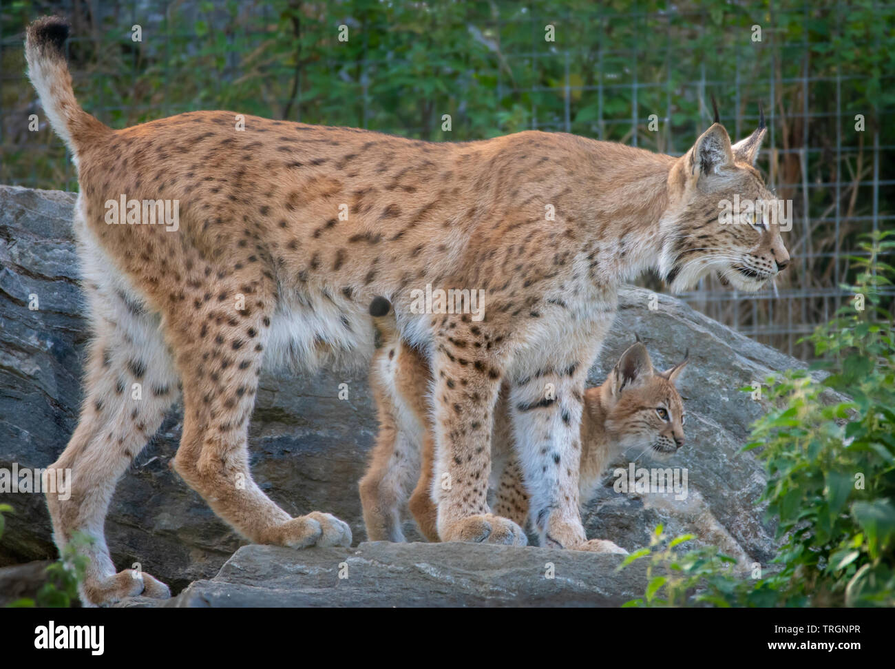 A Norther Lynx Wildcat at the Highland Wildlife Park Aviemore, Scotland ...