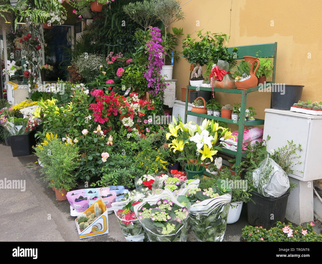A colourful roadside plant stall selling shrubs, pot plants and ...