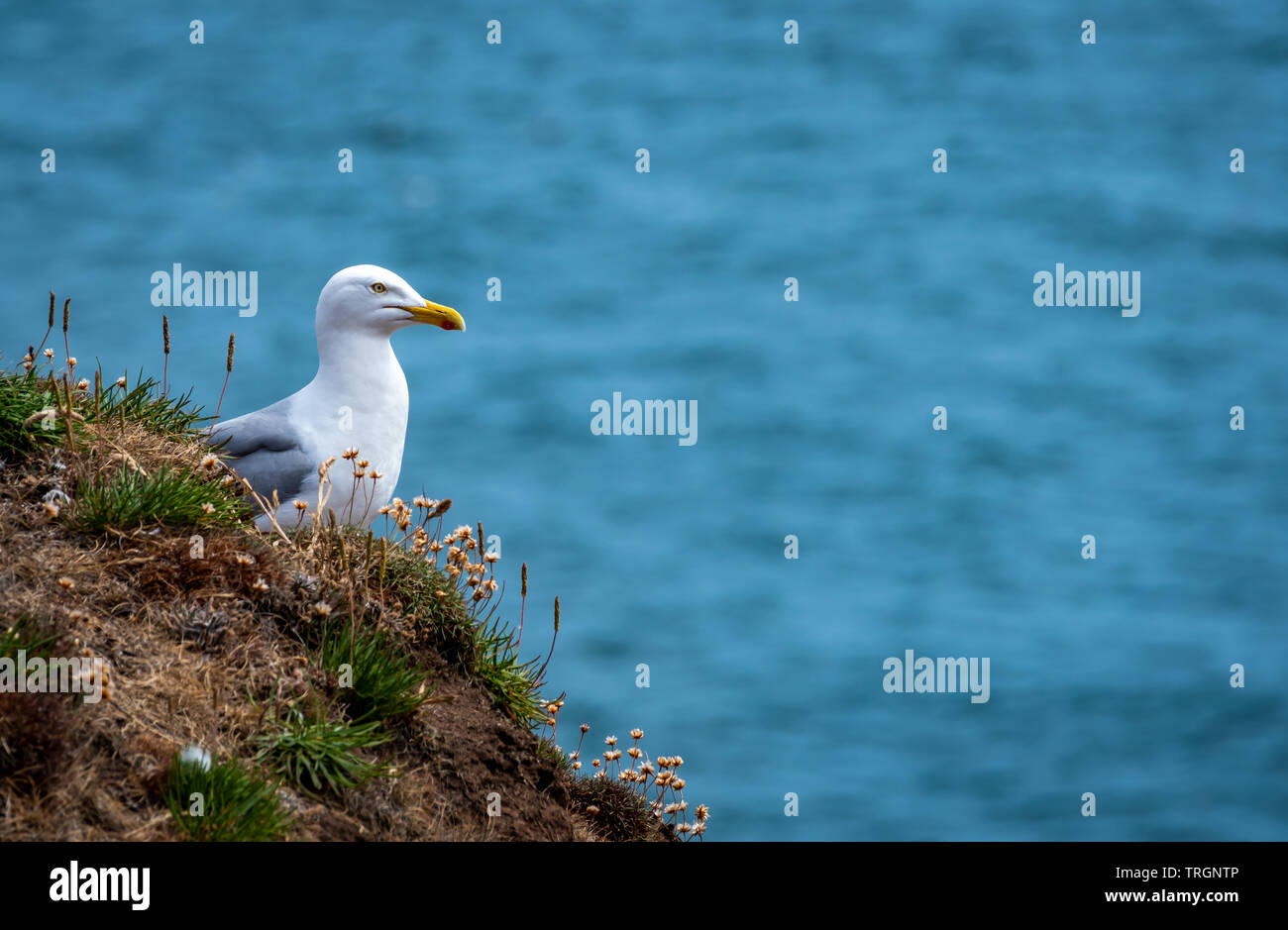 White seagull flying against hi-res stock photography and images - Alamy