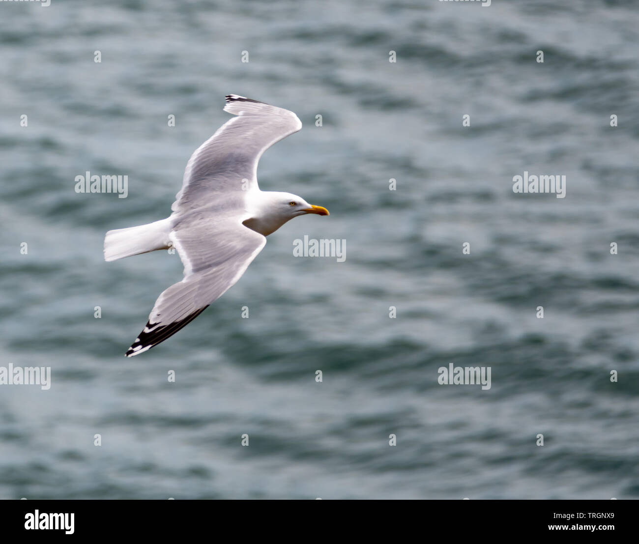 Flying seagull isolated uk hi-res stock photography and images - Alamy