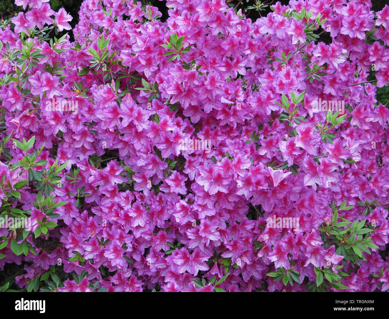 A large rhododendron in a pot, which is a mass of bright pink flowers ...