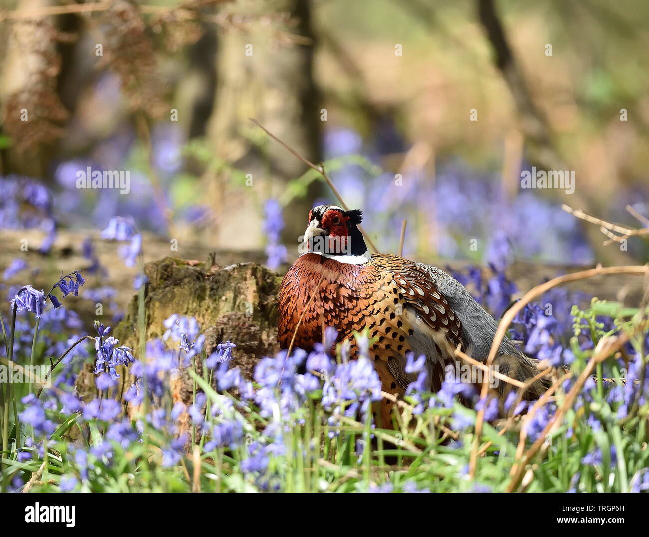 Pheasant wood hi-res stock photography and images - Alamy