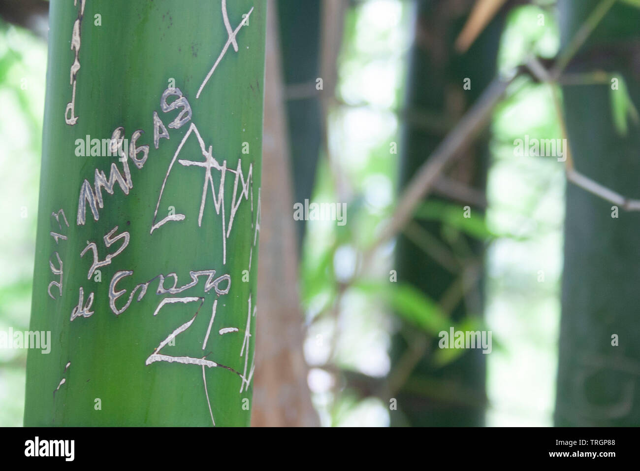 Detail of bamboo tree with some carved writings on its trunk Stock ...