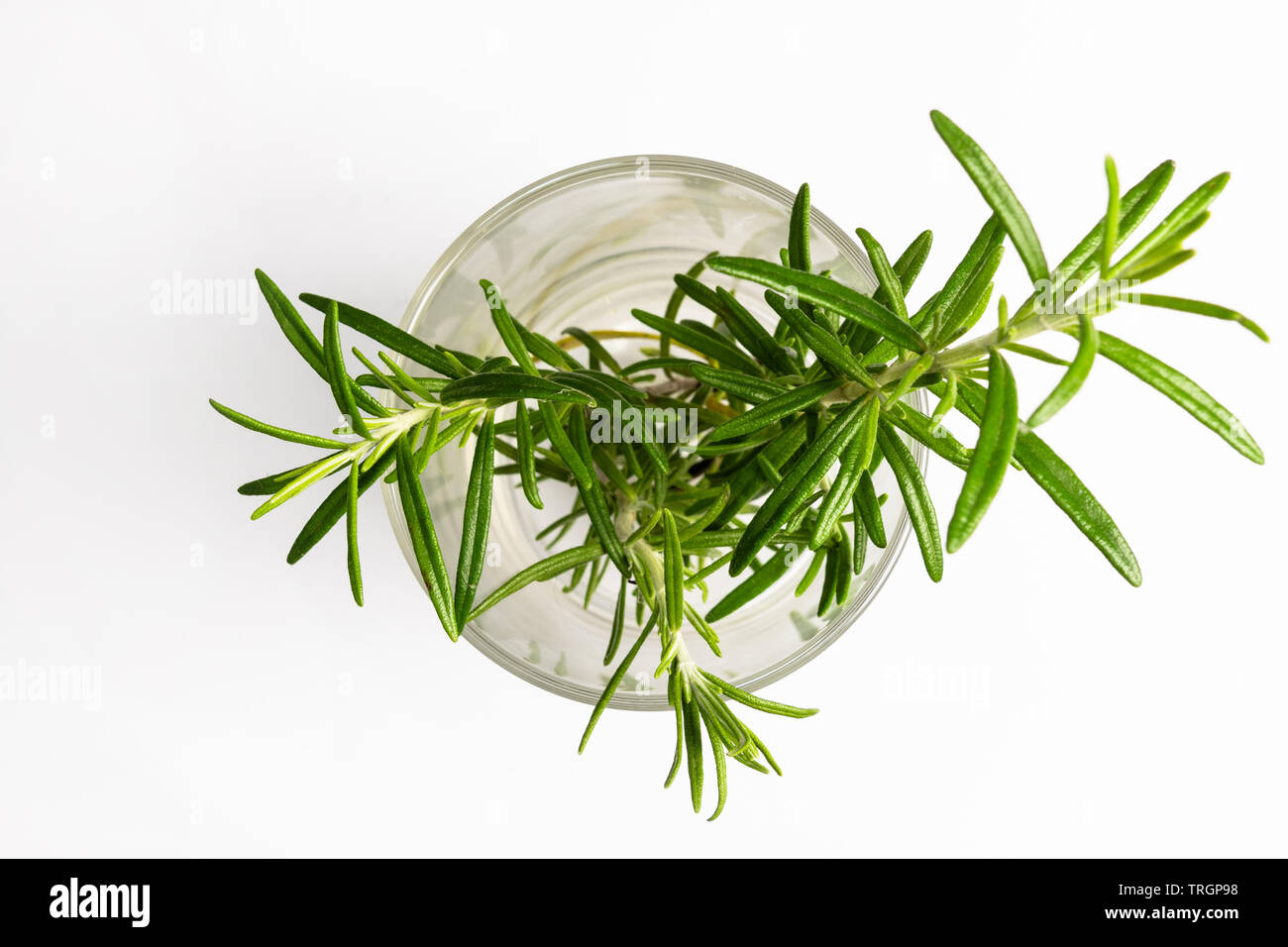 small rosemary plant in a glass vase and white background Stock Photo ...