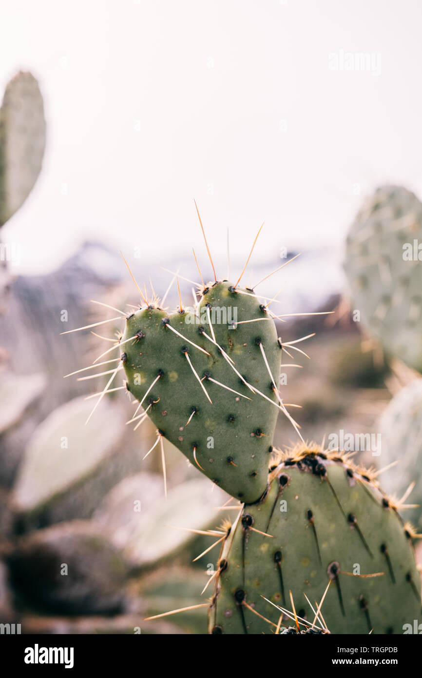Cactus waterfall desert hi-res stock photography and images - Alamy