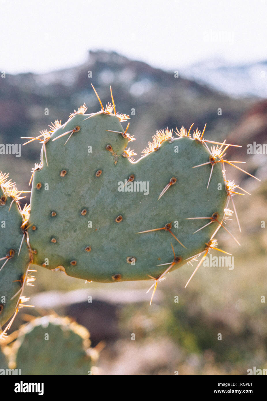Waterfall in the Desert with Cactus and Mountians Stock Photo - Alamy