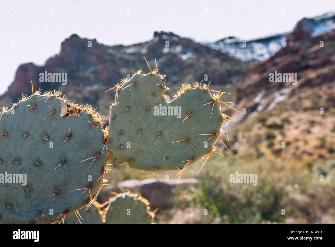 Waterfall in the Desert with Cactus and Mountians Stock Photo - Alamy