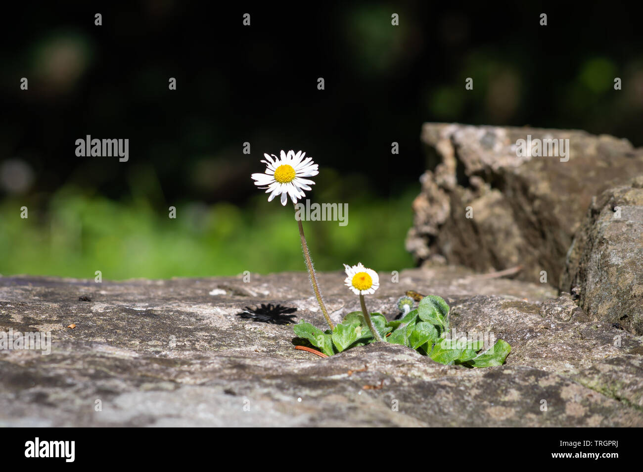 Flower from rock hi-res stock photography and images - Alamy
