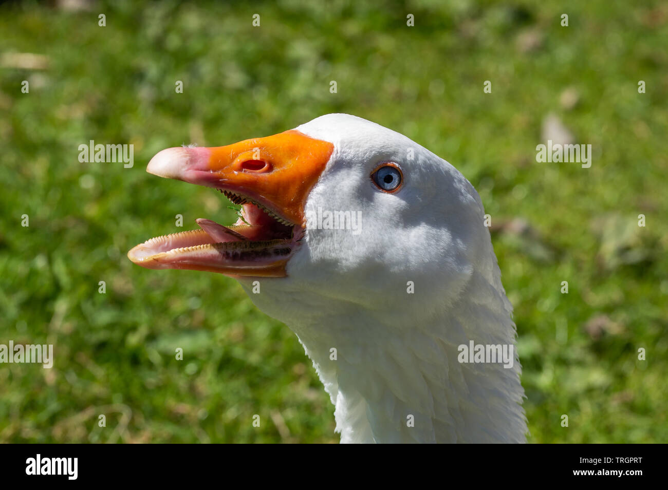 Goose expressing itself Stock Photo - Alamy