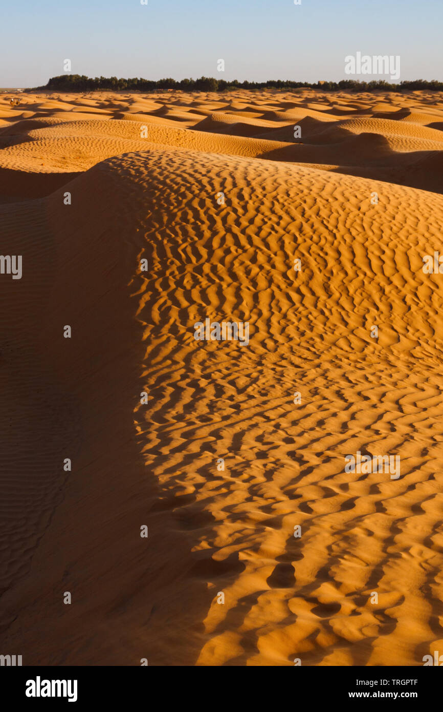 Sand dunes with ripples and an oasis at the horizon in the evening ...