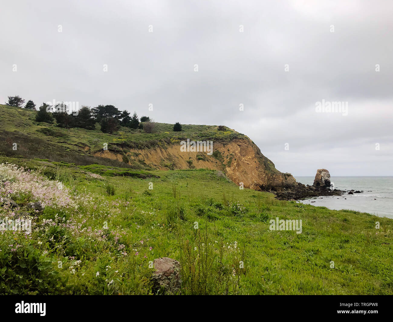 California coast wildflowers hi-res stock photography and images - Alamy