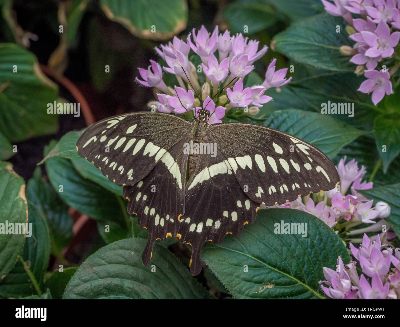 Butterfly with open wings on flowers hi-res stock photography and ...