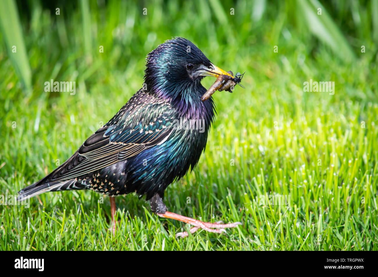 Northern starling hi-res stock photography and images - Alamy