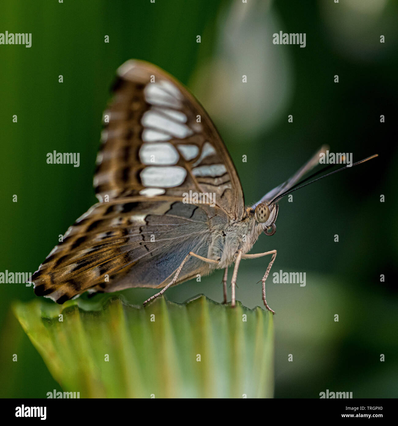 Parthenos sylvia - Blue Clipper Stock Photo - Alamy