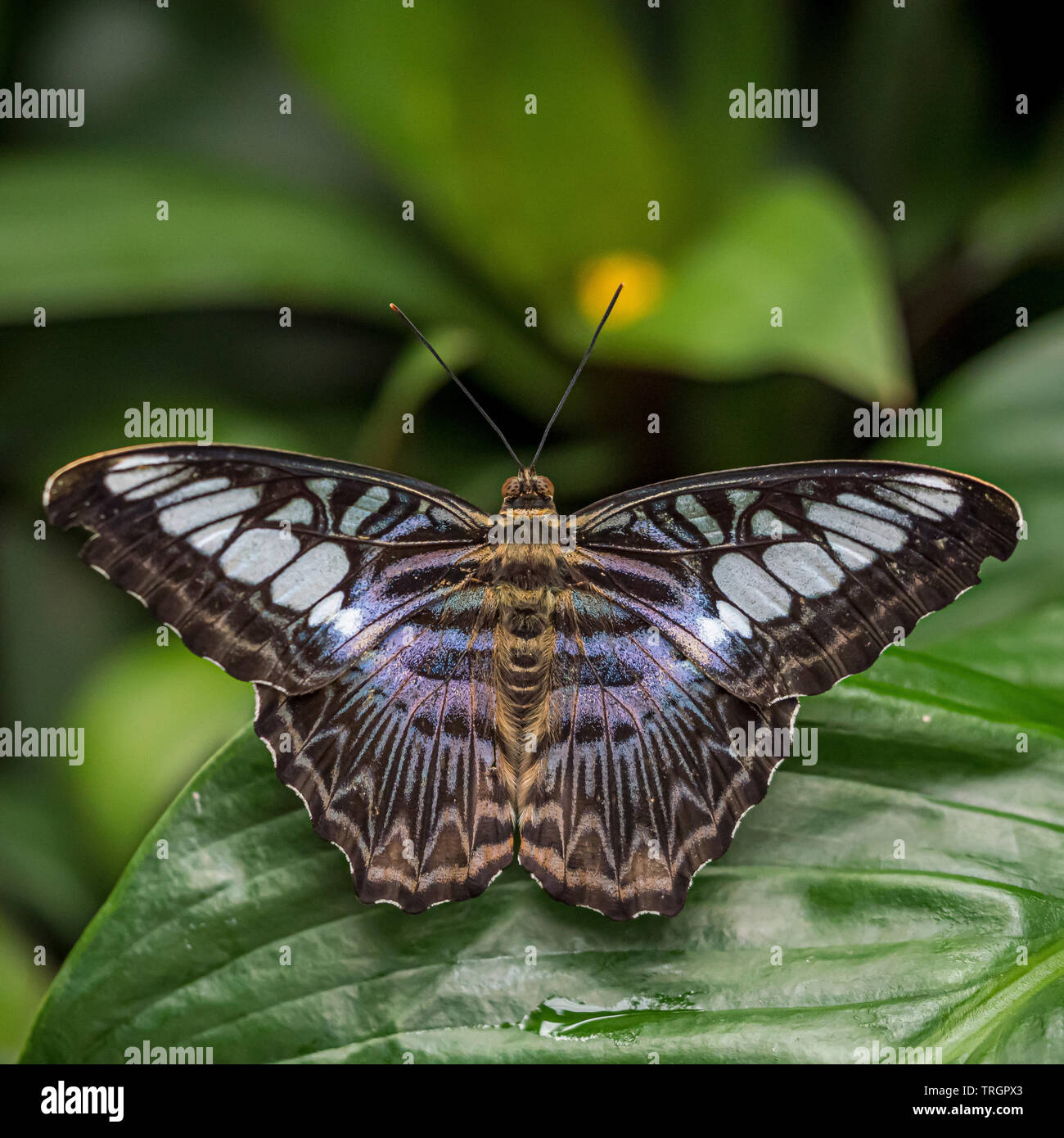 Parthenos sylvia - Blue Clipper Stock Photo - Alamy