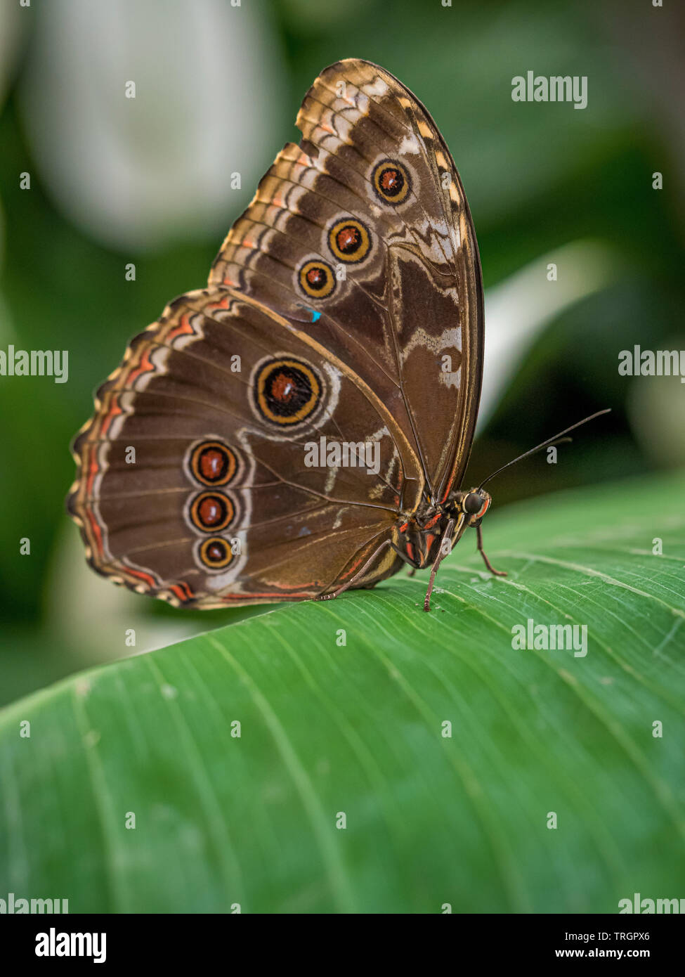 Butterfly on leaf Stock Photo - Alamy