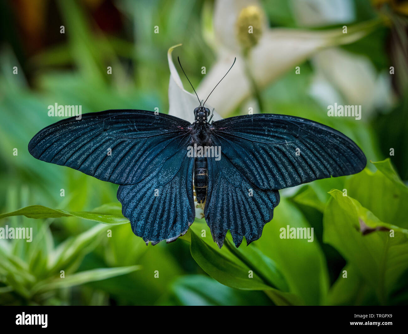 Dark blue butterfly hi-res stock photography and images - Alamy