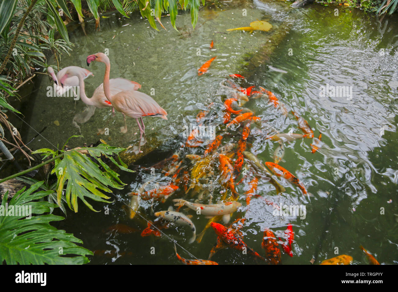 Phoenix parc floral hi-res stock photography and images - Alamy