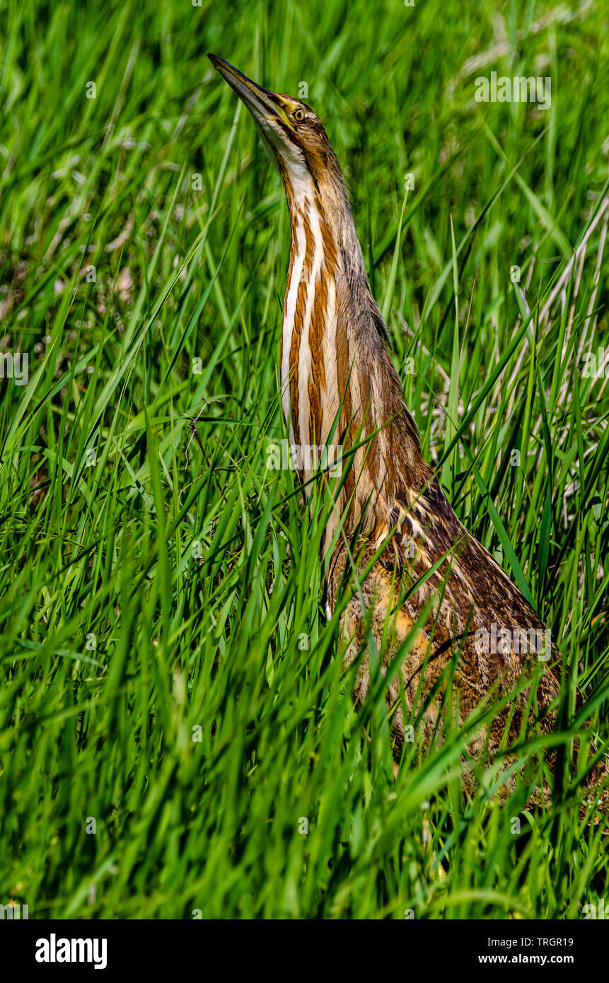American bittern hiding hi-res stock photography and images - Alamy
