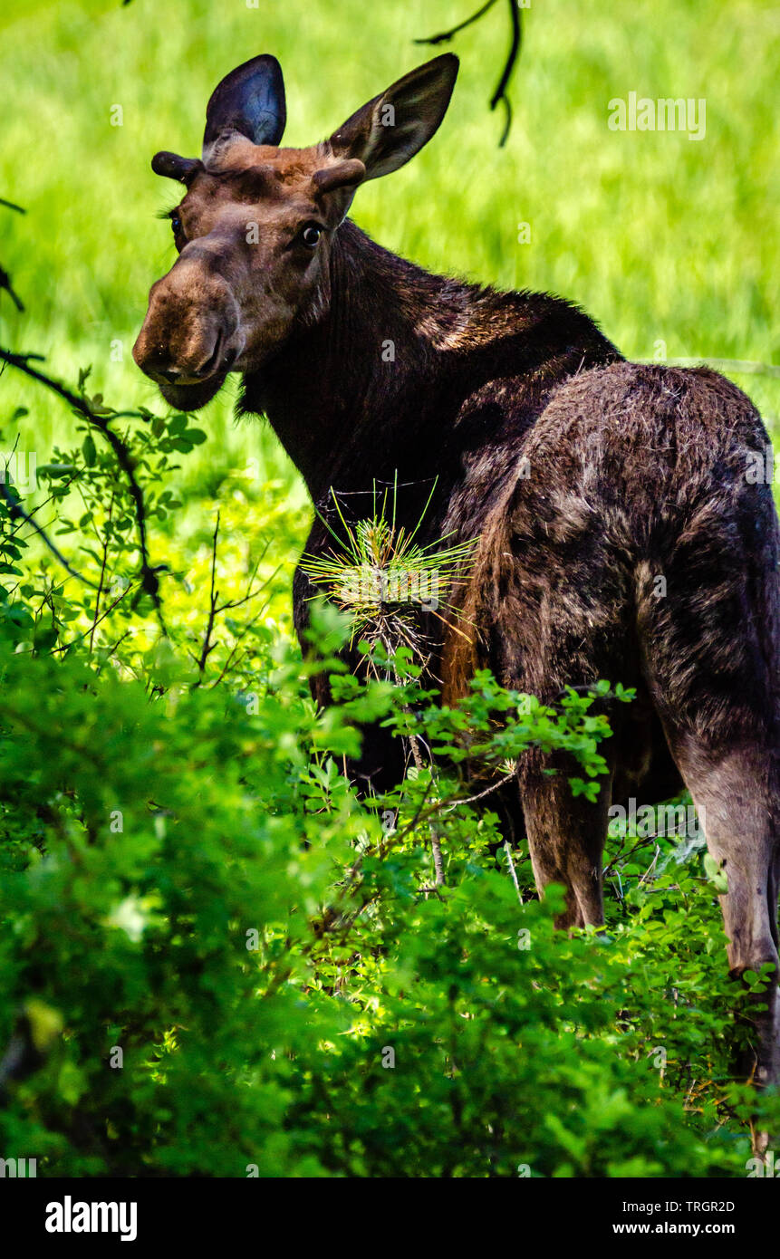 Young bull moose hi-res stock photography and images - Alamy