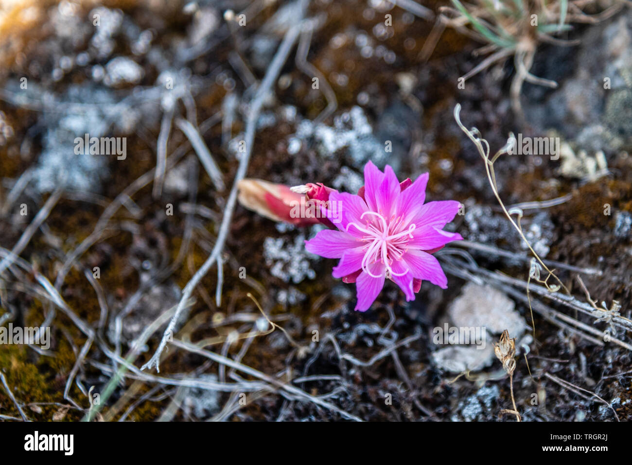 Bitterroot hi-res stock photography and images - Alamy