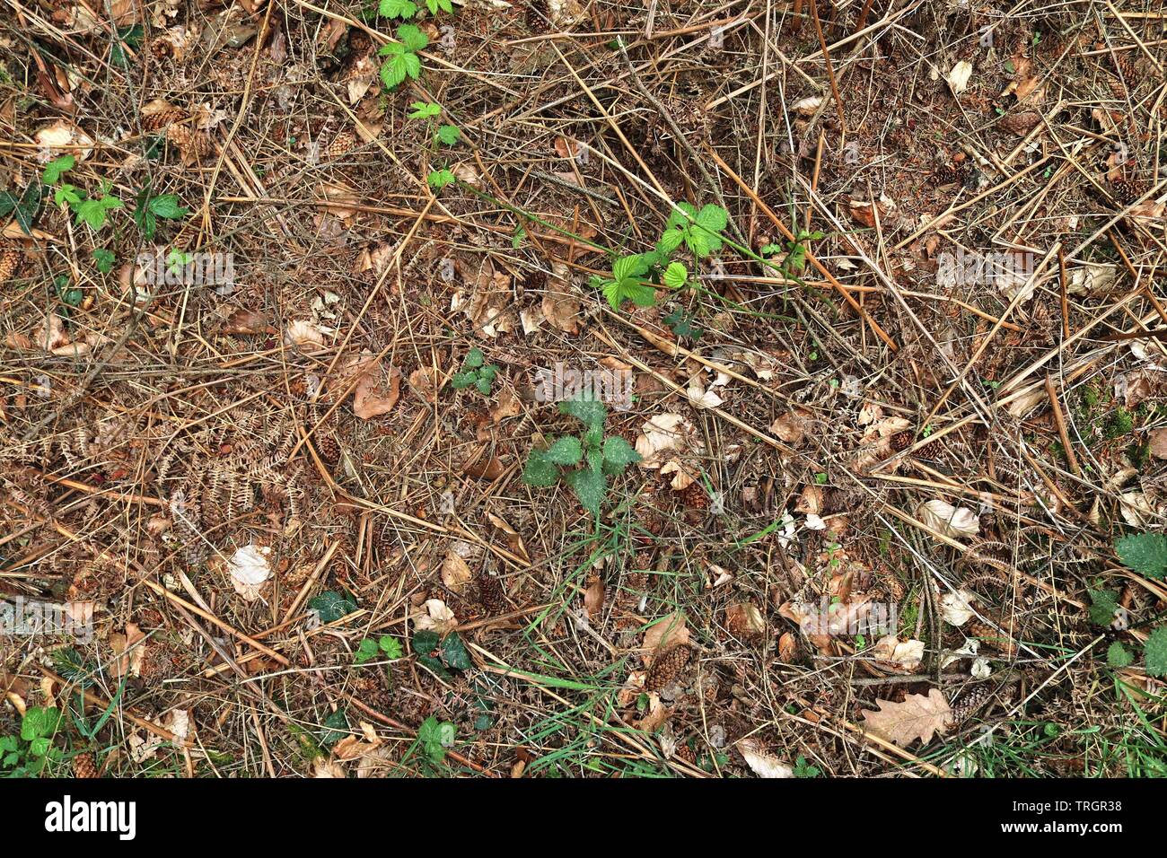 Detailed surface views on different forest grounds with leaves branches ...
