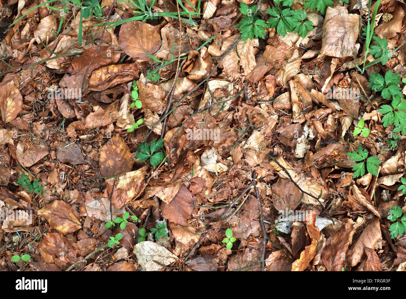 Detailed surface views on different forest grounds with leaves branches ...